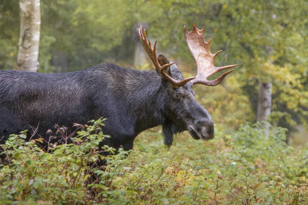 « Le maître de nos forêts boréales », l’orignal, se porte très bien ...