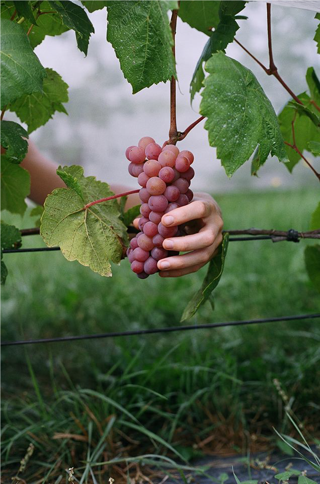 Le secteur du raisin de table du Québec se structure | Journal Le Soir