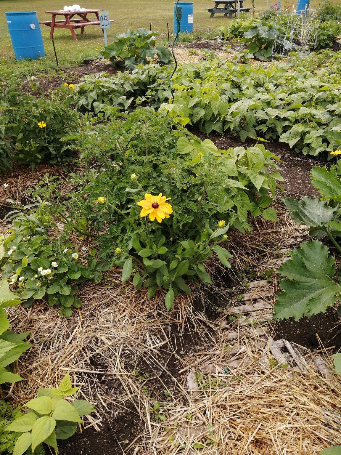 Développer son pouce vert: jardinage 101 | Journal Le Soir
