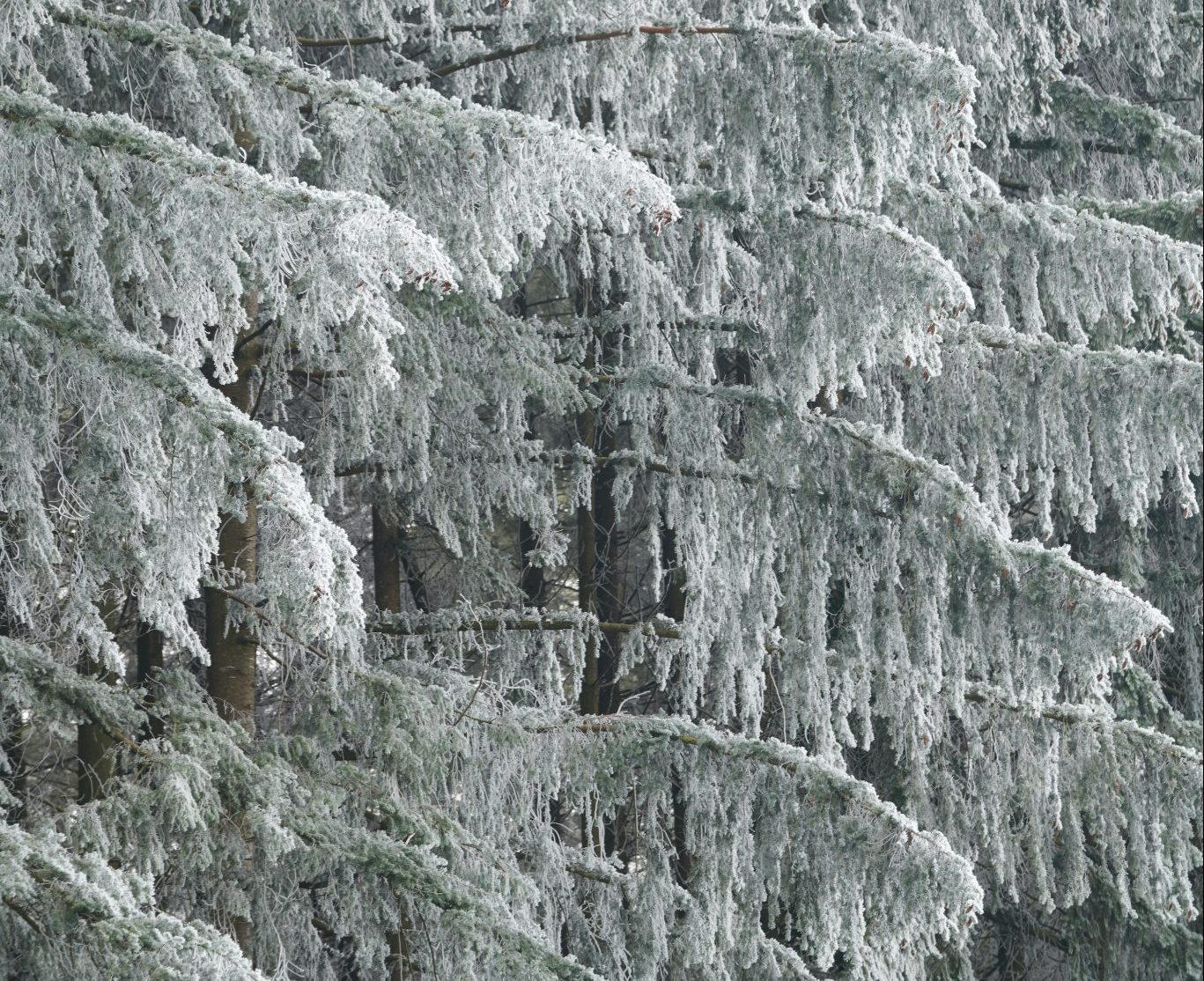 Le froid extrême est fini : pas l’hiver! | Journal Le Soir