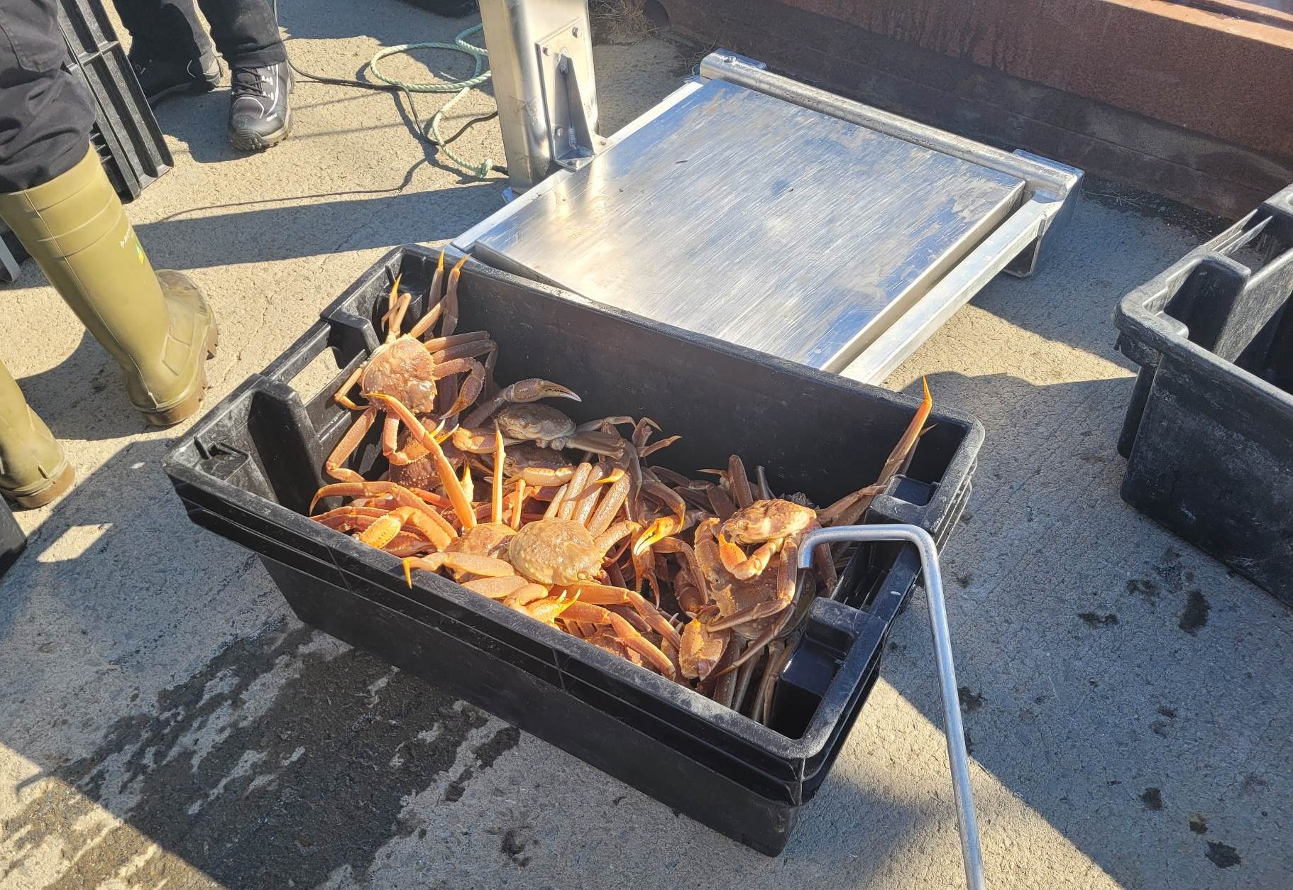 Le crabe est enfin arrivé ! | Journal Le Soir