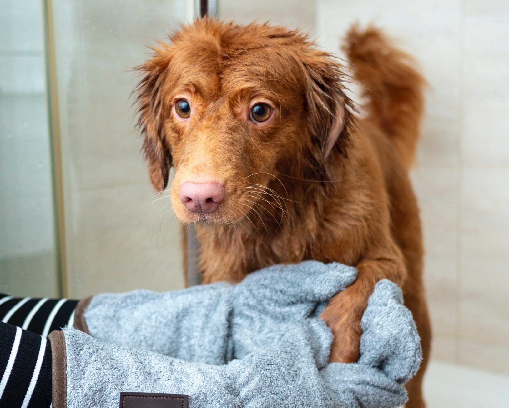 Tous les chiens ne sont pas bons à raser | Journal Le Soir