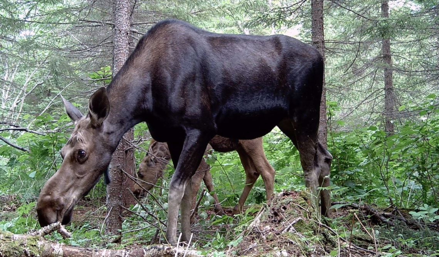 Québec dit non pour protéger l’orignal sans bois dans la zone 2 ...