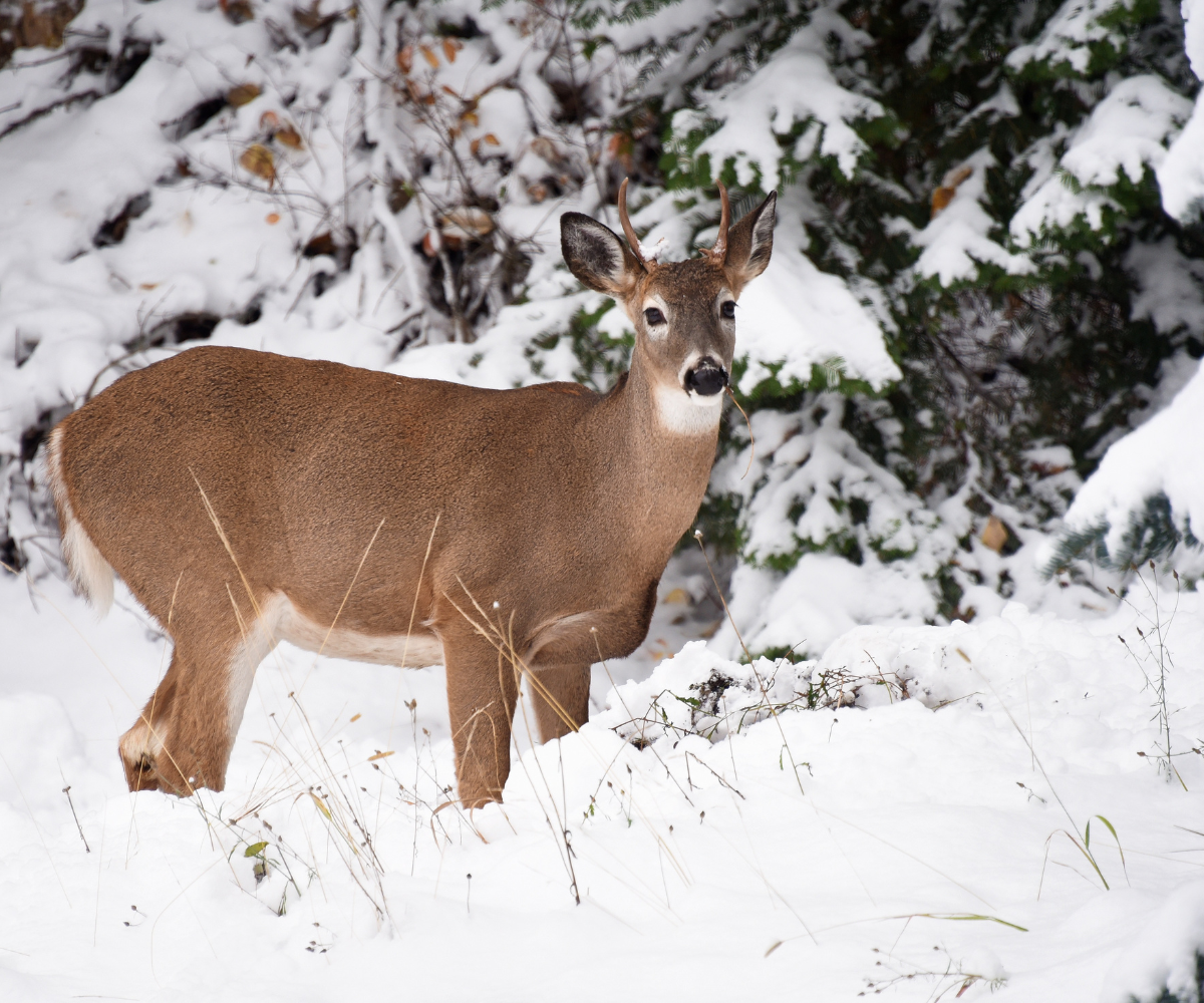 Rendez-Vous Nature- 22-23 février 2025 | Journal Le Soir