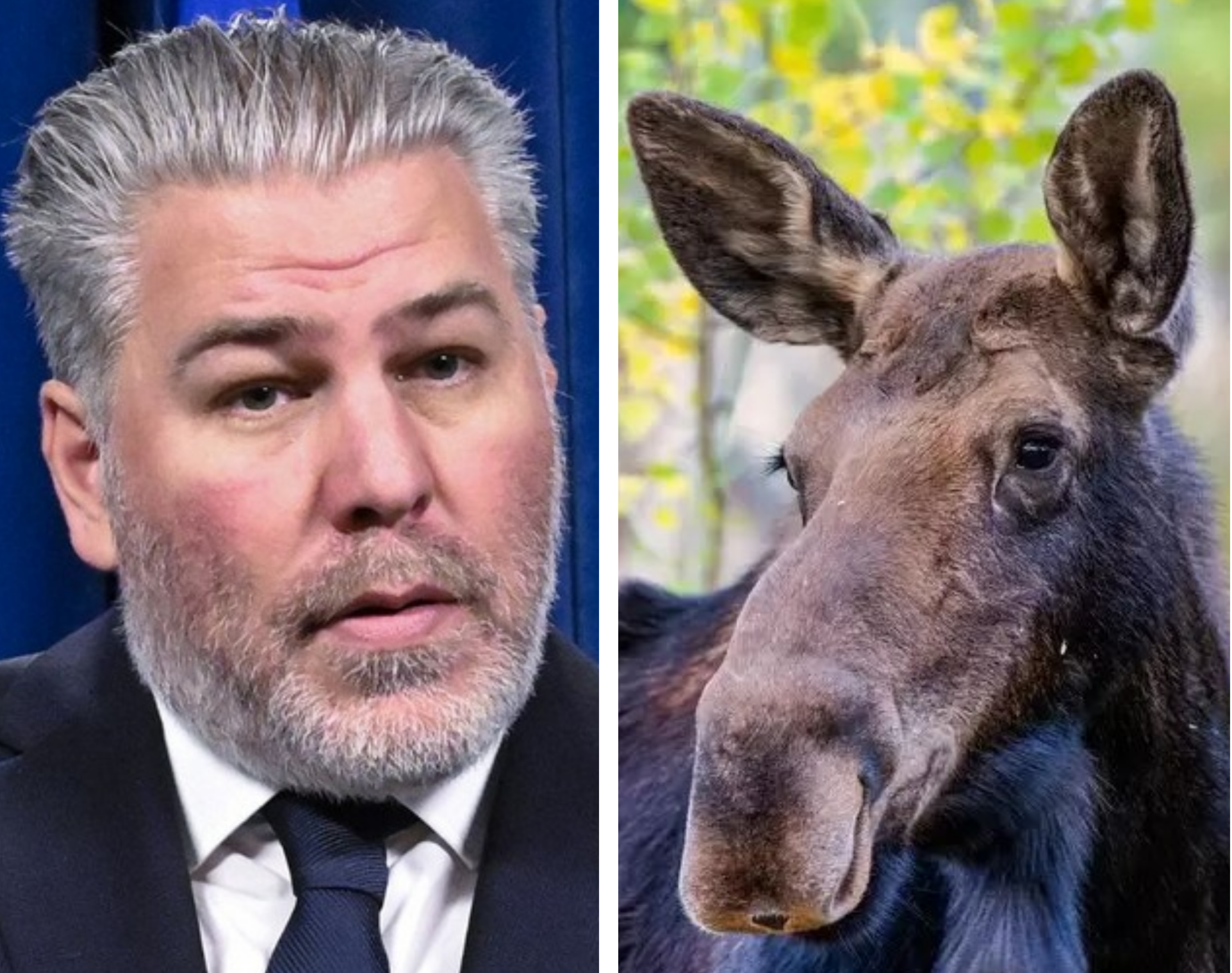 Orignal sans bois : Québec doit reculer clame Pascal Bérubé | Journal ...
