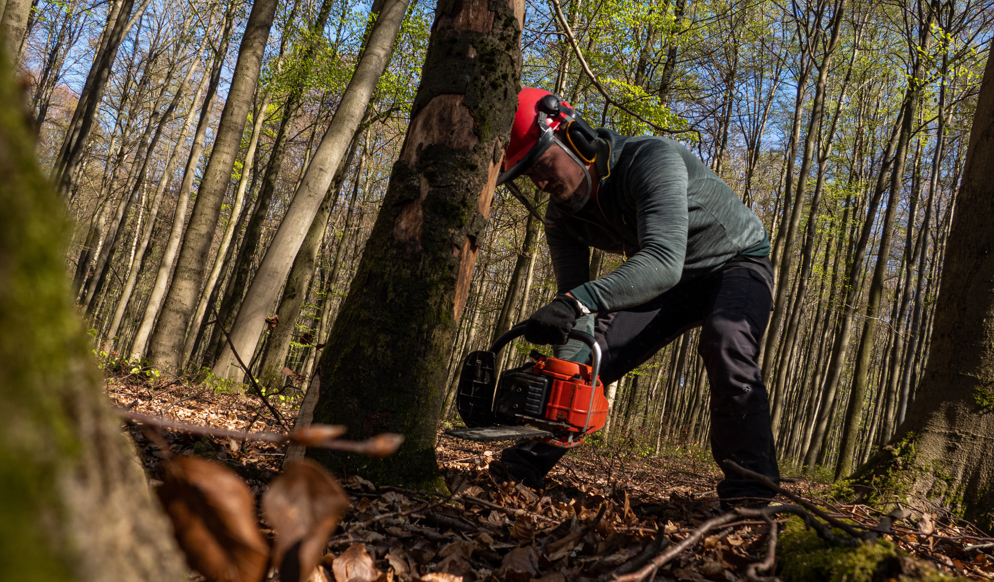 La guigne s’abat sur l’industrie forestière | Journal Le Soir