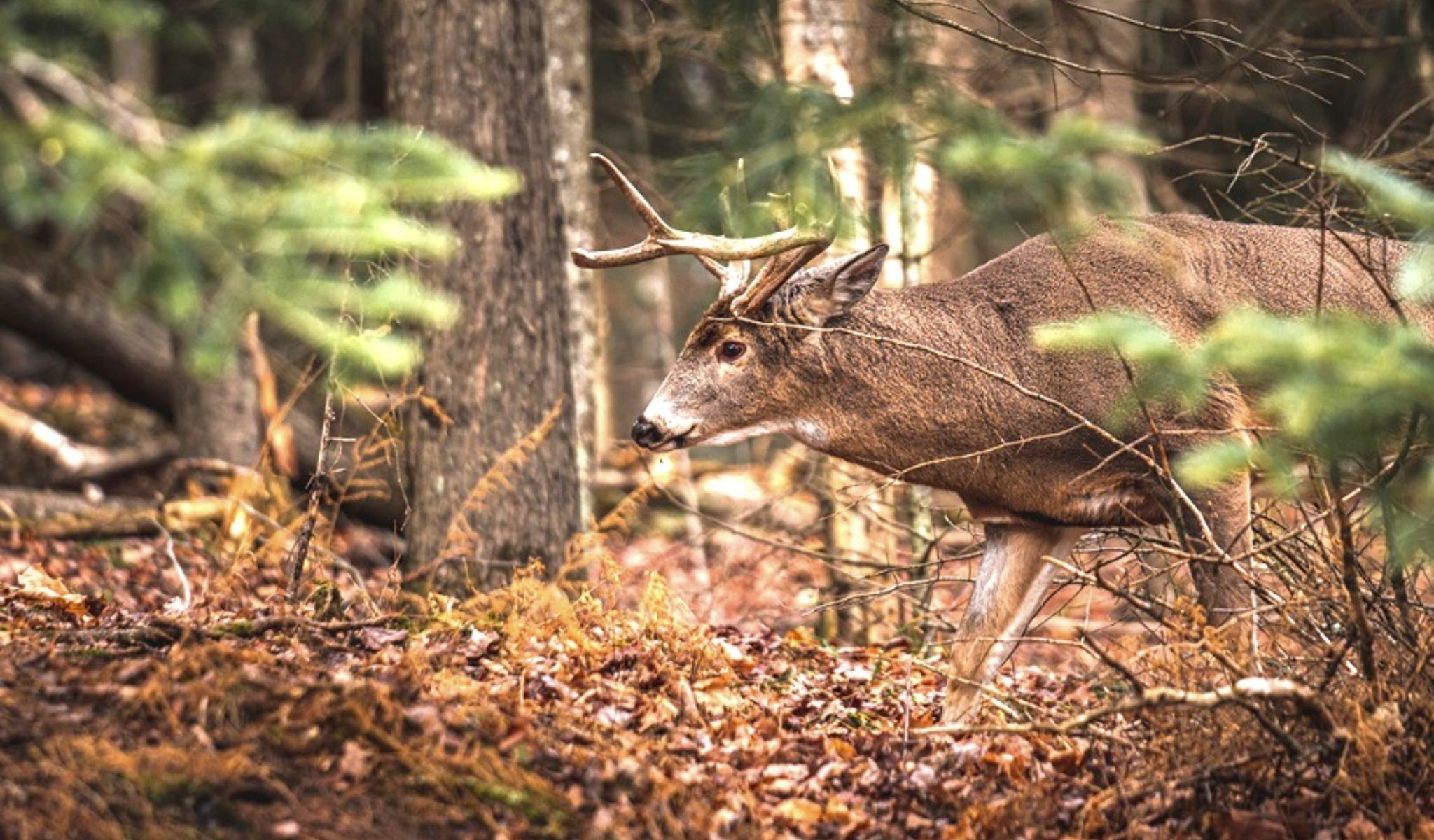Les chasseurs de cerfs vont surveiller la MDC en 2025 | Journal Le Soir